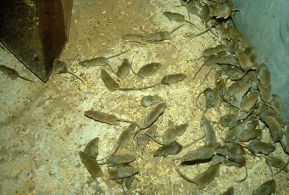 Australian farmers warned of potential mouse 'plague' - Agriland.ie