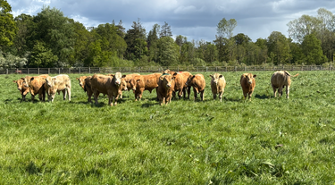 Factory quotes: Beef price steadies after 5 weeks of 10c/kg declines ...