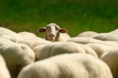 Dutch study compares effectiveness of treatments for bluetongue in ...
