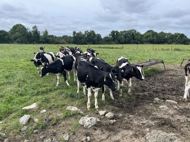Controlling parasites in calves at pasture - Agriland.ie
