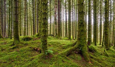DAFM considers increasing staff at Forestry Appeals Committee - Agriland.ie