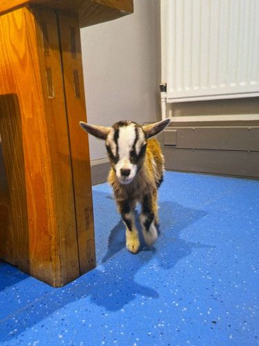 Stolen baby goat returned to farm after PSNI arrest two suspects ...