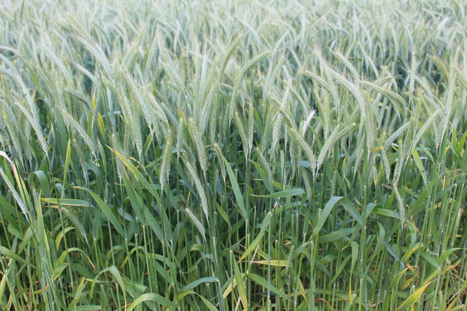 The potential for hybrid rye and triticale in Irish tillage rotations ...