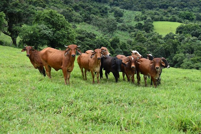 EU move on imports from Brazil 'will protect Irish farmers' - senator ...