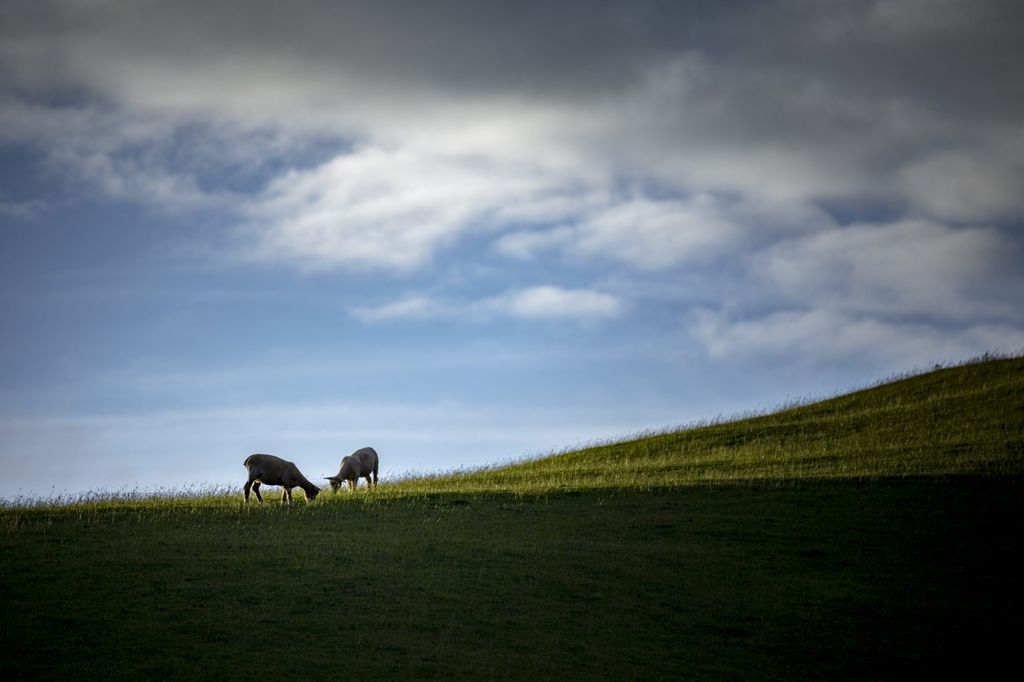 Study investigates impact of climate policies on protein security in ...