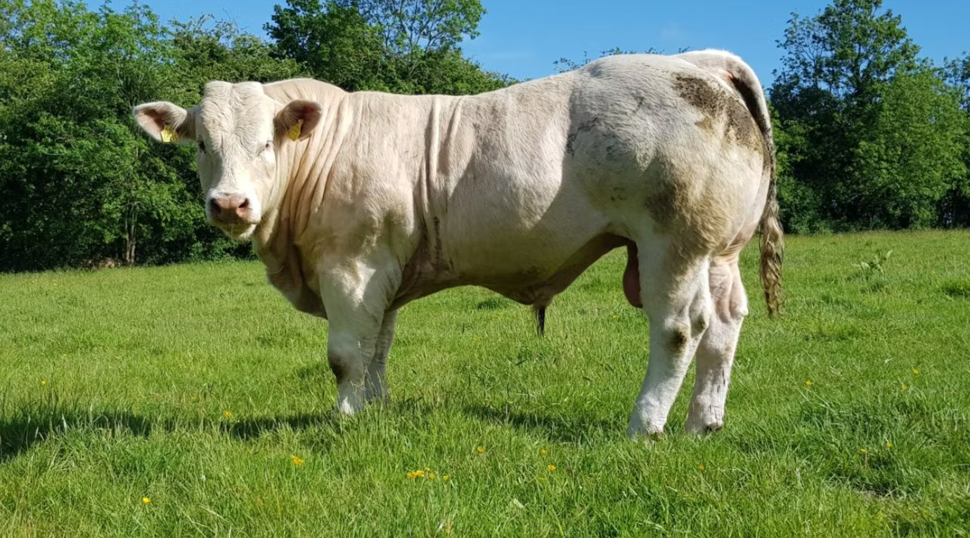 Monitoring the stock bull during the breeding season - Agriland.ie