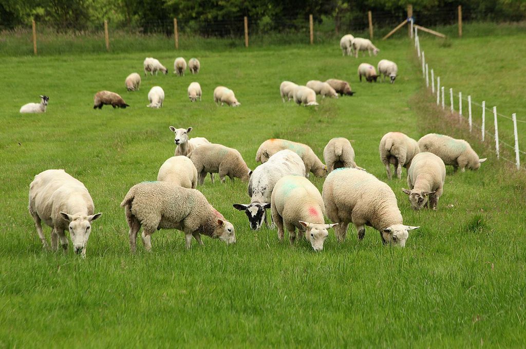 Sheep - Sheep Farming - Agriland