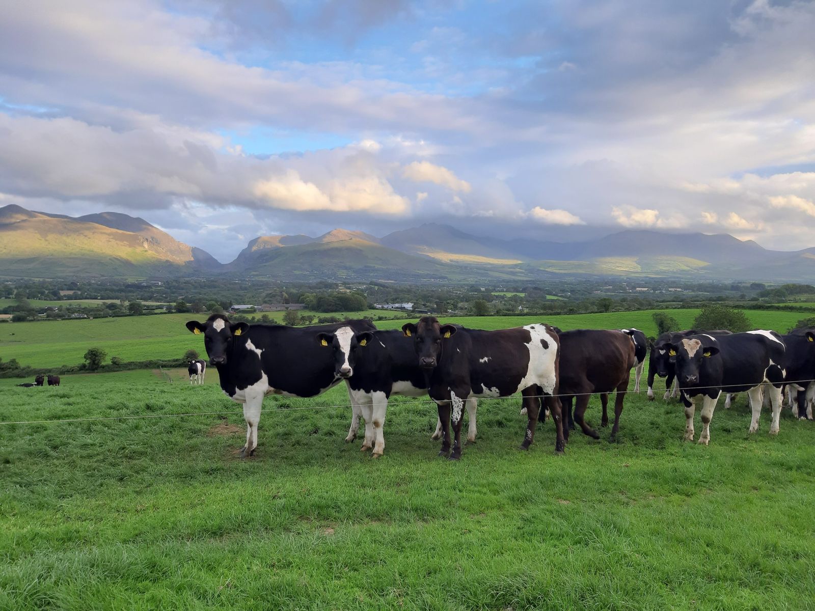 New name of Kerry Dairy Ireland revealed - Agriland.ie