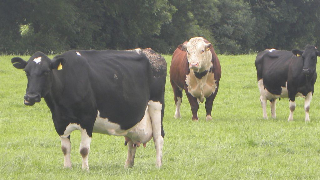 Monitoring the stock bull during the breeding season - Agriland.ie