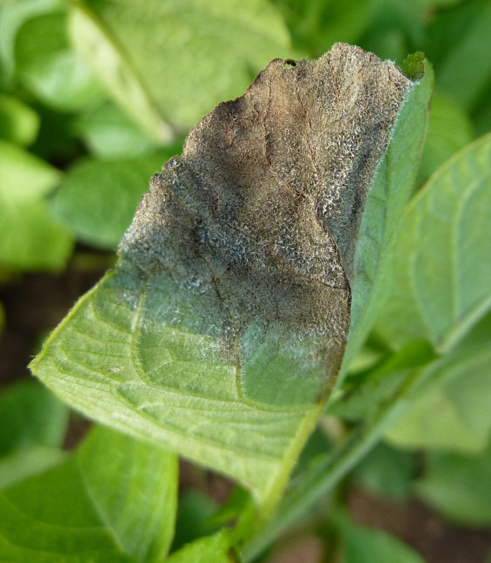 Met Éireann issues potato blight advisory - Agriland.ie