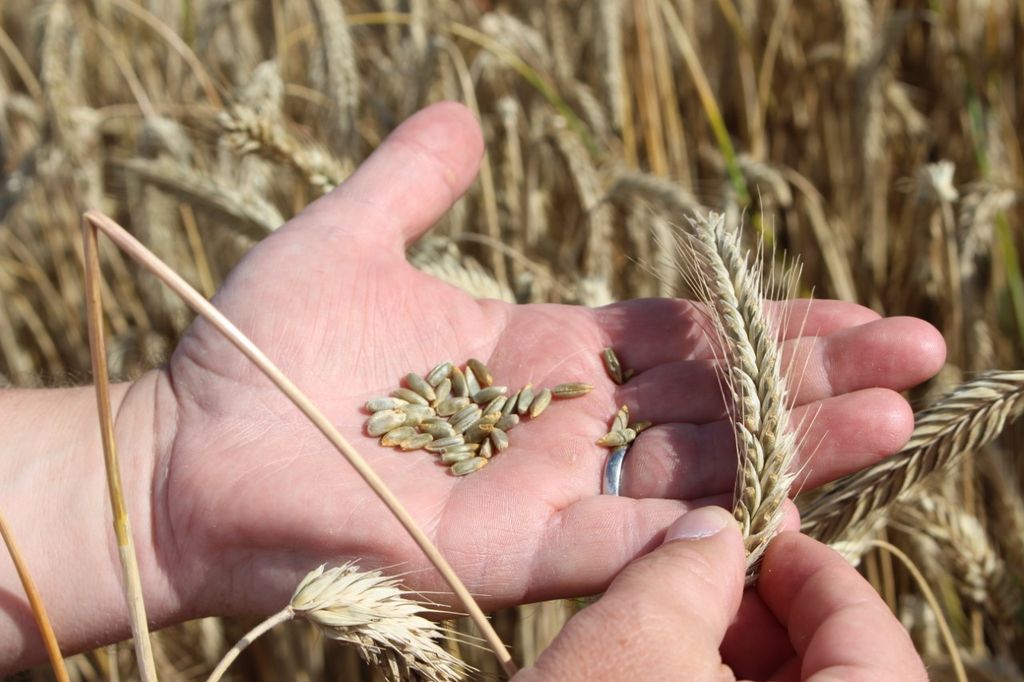 The potential for hybrid rye and triticale in Irish tillage rotations ...