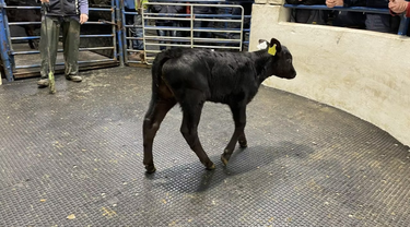 Table: 66% of 2025 Irish calf exports were sired by a beef-breed bull ...