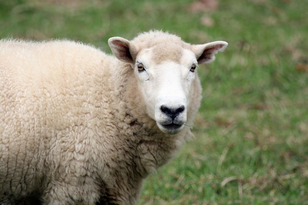 Court adjourned to allow compensation be paid after cheques for sheep ...