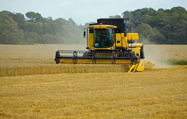 Irish and global wheat and feed barley price update - Agriland.ie