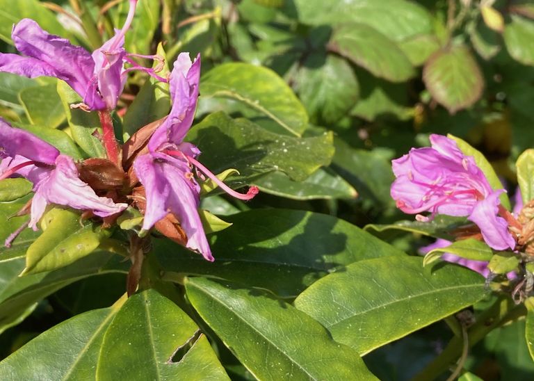 Can UK native insects help tackle rhododendron? - Agriland.ie