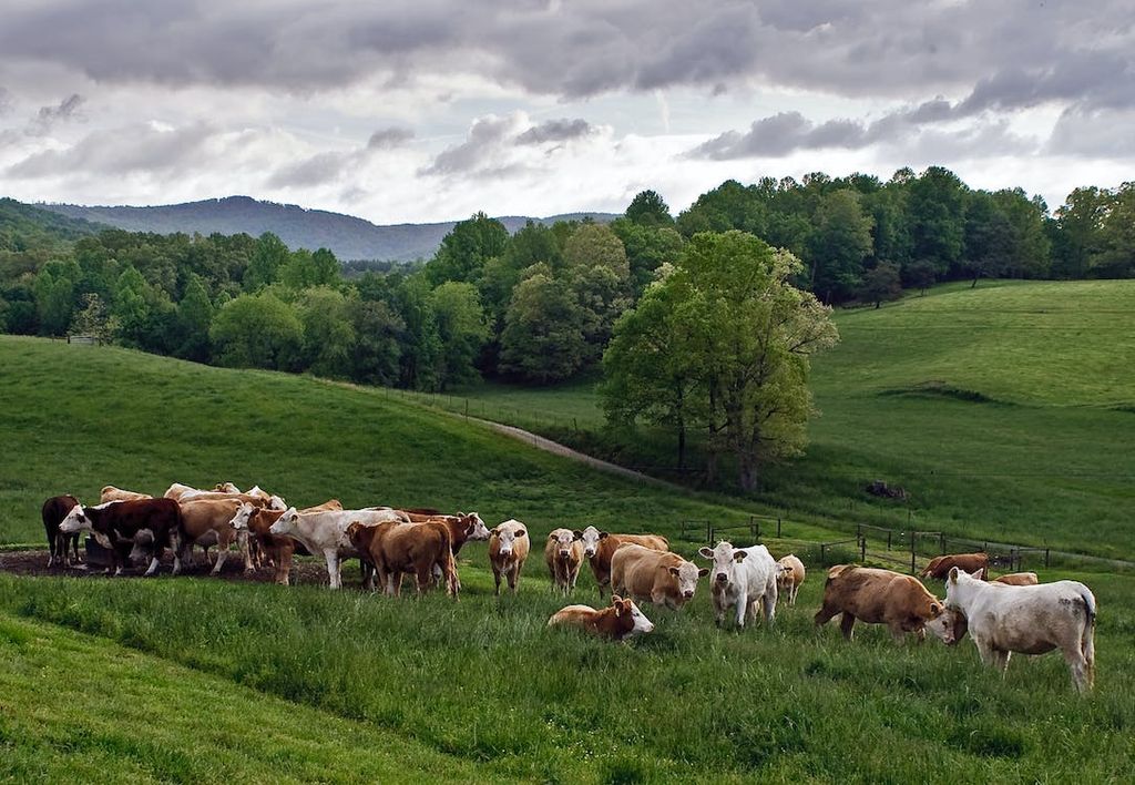 ICBF to publish genomic results of 620k cows and heifers - Agriland.ie