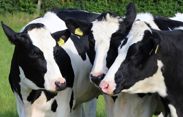 Teagasc seeks 'sniffer system' to measure methane emissions - Agriland.ie
