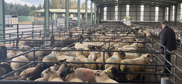 Sheep trade: Rise in spring lamb prices and weight limits this week ...