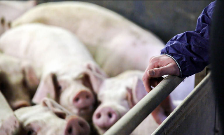 Hungary confirms first case of African swine fever in domestic pigs ...