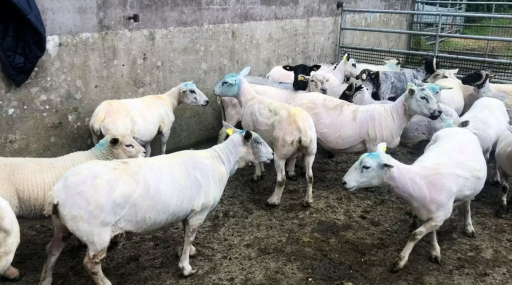 Weather conditions resulting in sheep shearing 3-4 weeks behind ...