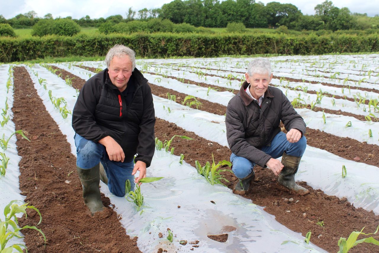 Securing optimal weed control in forage maize crops - Agriland.ie