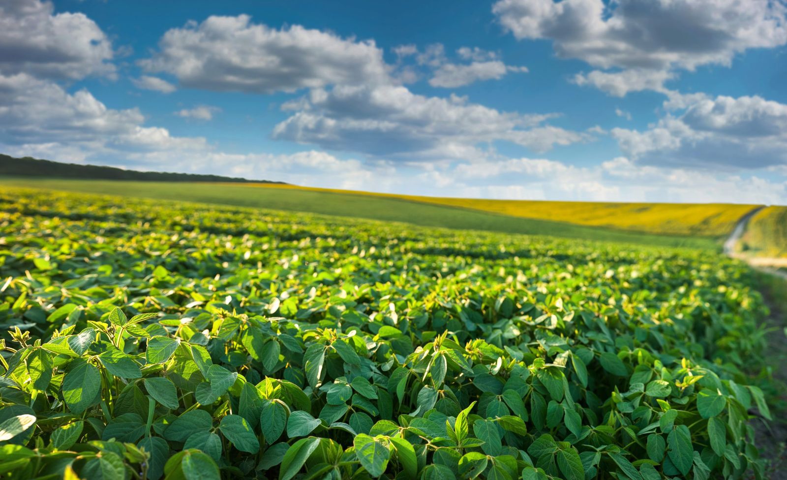 'Historic bumper harvest' forecast for Brazil - report - Agriland.ie