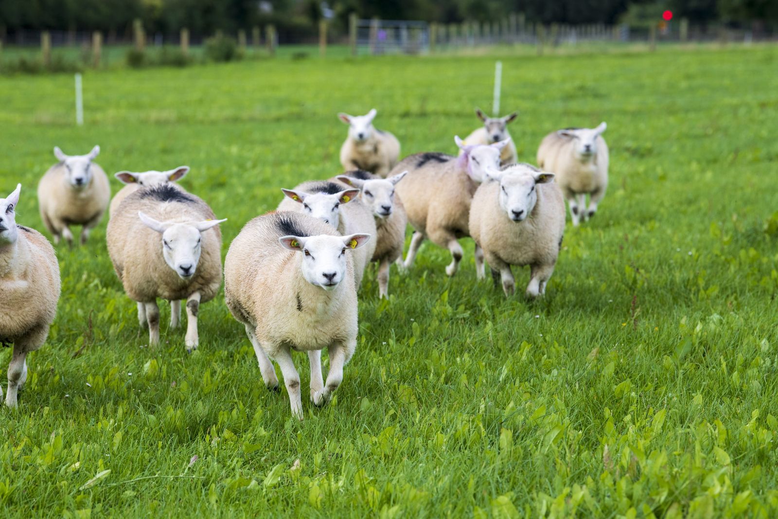 Teagasc National Sheep Conference 2026 unveils new format - Agriland.ie