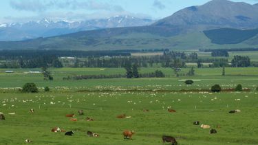 NZ red meat sector aims to grow exports to $23bn by 2035 - Agriland.ie