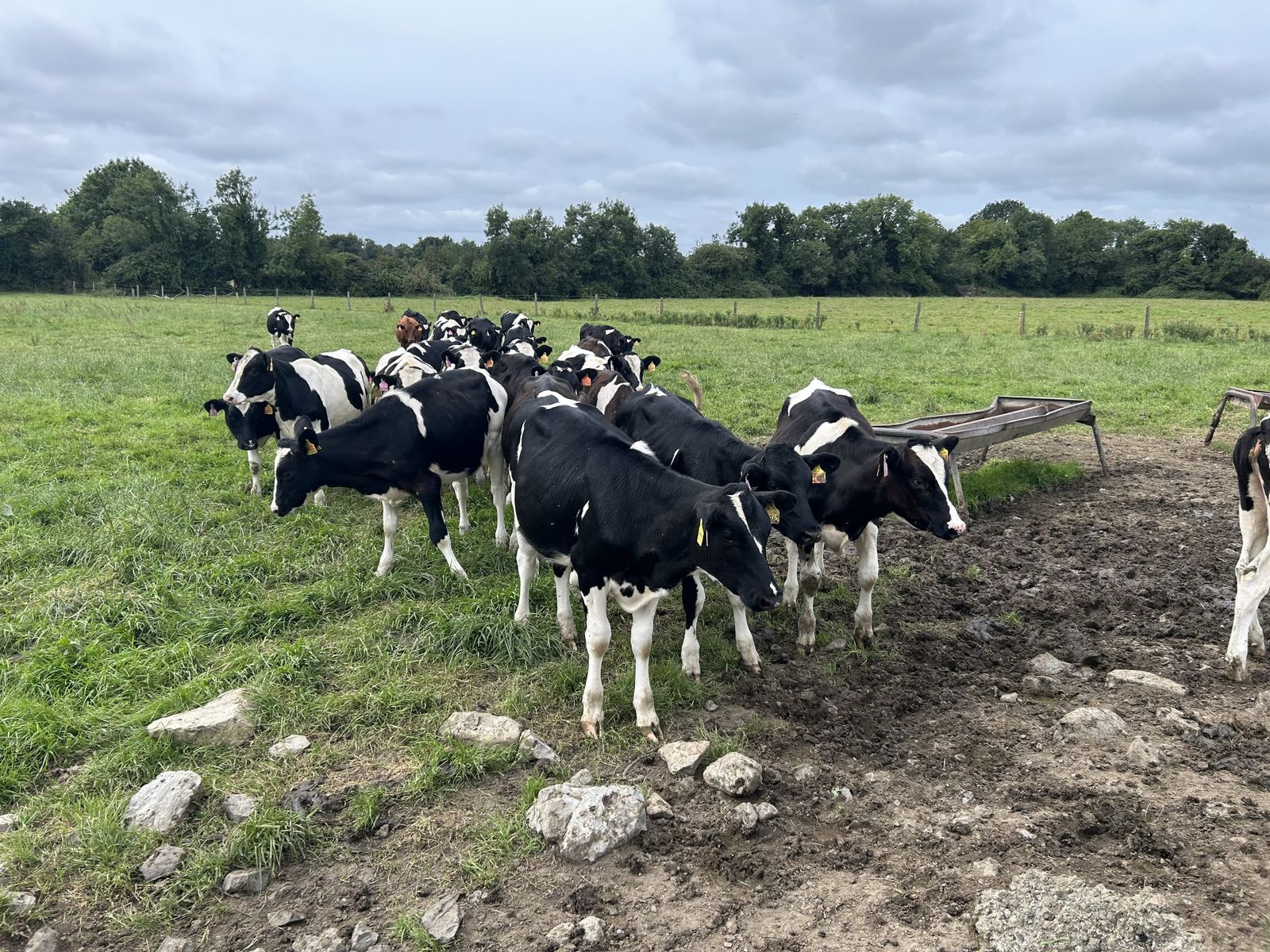 Controlling parasites in calves at pasture - Agriland.ie