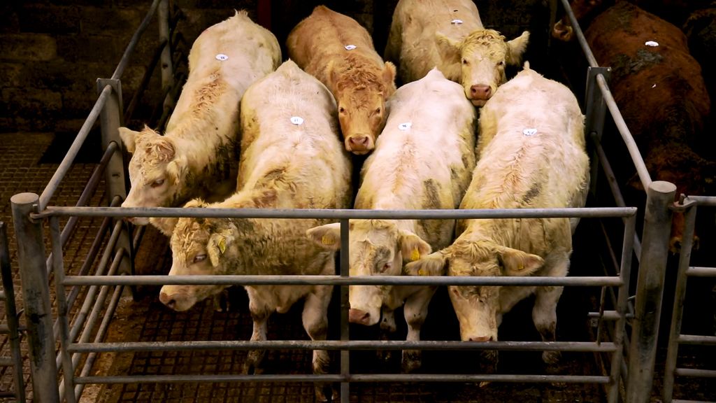 Beef Farming News and Beef Prices - Agriland