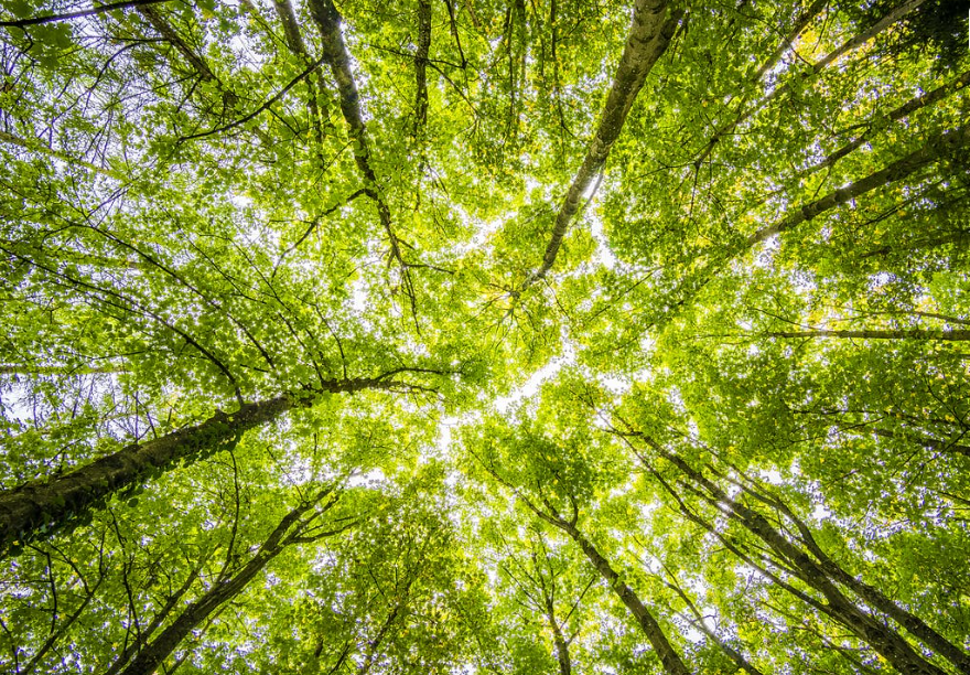 Public officials among suspects in €3.6m forestry fraud in Portugal ...