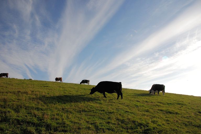 Key BISS updates for 2026 as application window open - Agriland.ie