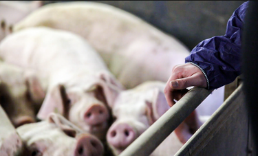 Hungary confirms first case of African swine fever in domestic pigs ...