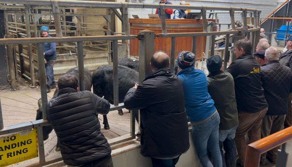 Mart report: More bite for forward store cattle at Kilkenny - Agriland.ie