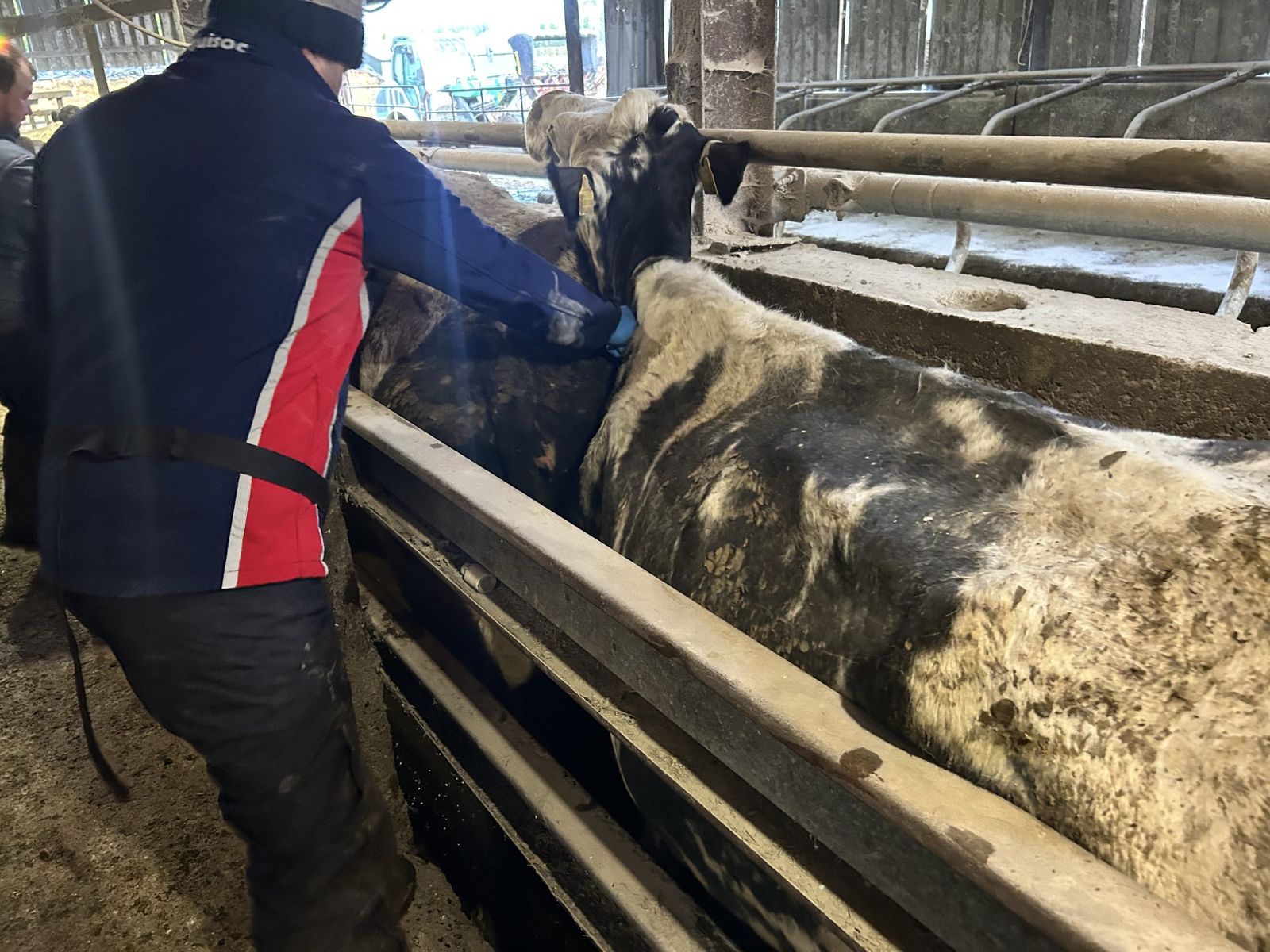 NI farmers urged to act on TB 'resolved inconclusive animals' - Agriland.ie