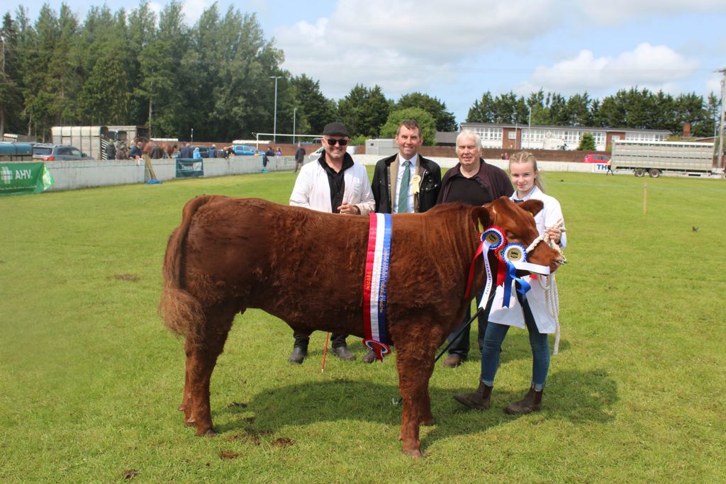 Majestic Charolais bull carries the day at Ballymoney Show 2025 ...