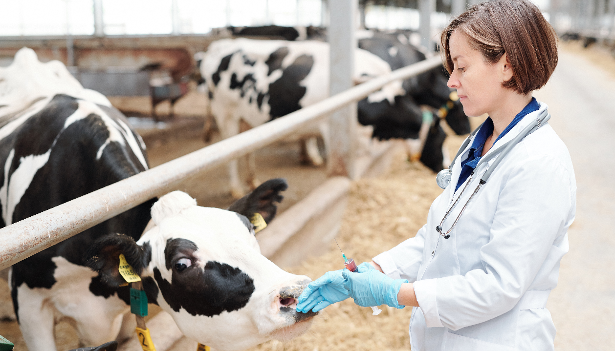 Report: Rural areas face large animal vet shortages - Agriland.ie