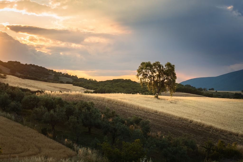 Study investigates impact of climate policies on protein security in ...