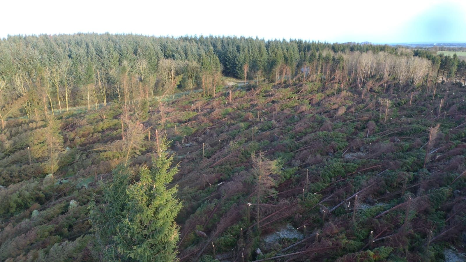 SEEFA raises forestry licensing concerns in wake of Storm Éowyn ...