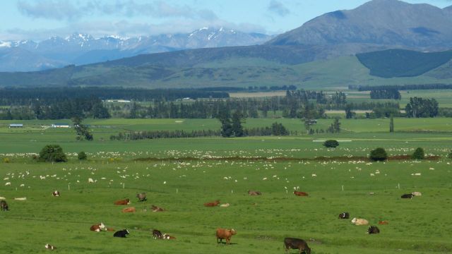NZ red meat sector aims to grow exports to $23bn by 2035 - Agriland.ie