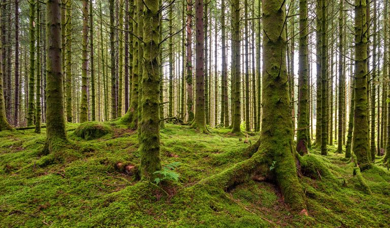 DAFM considers increasing staff at Forestry Appeals Committee - Agriland.ie