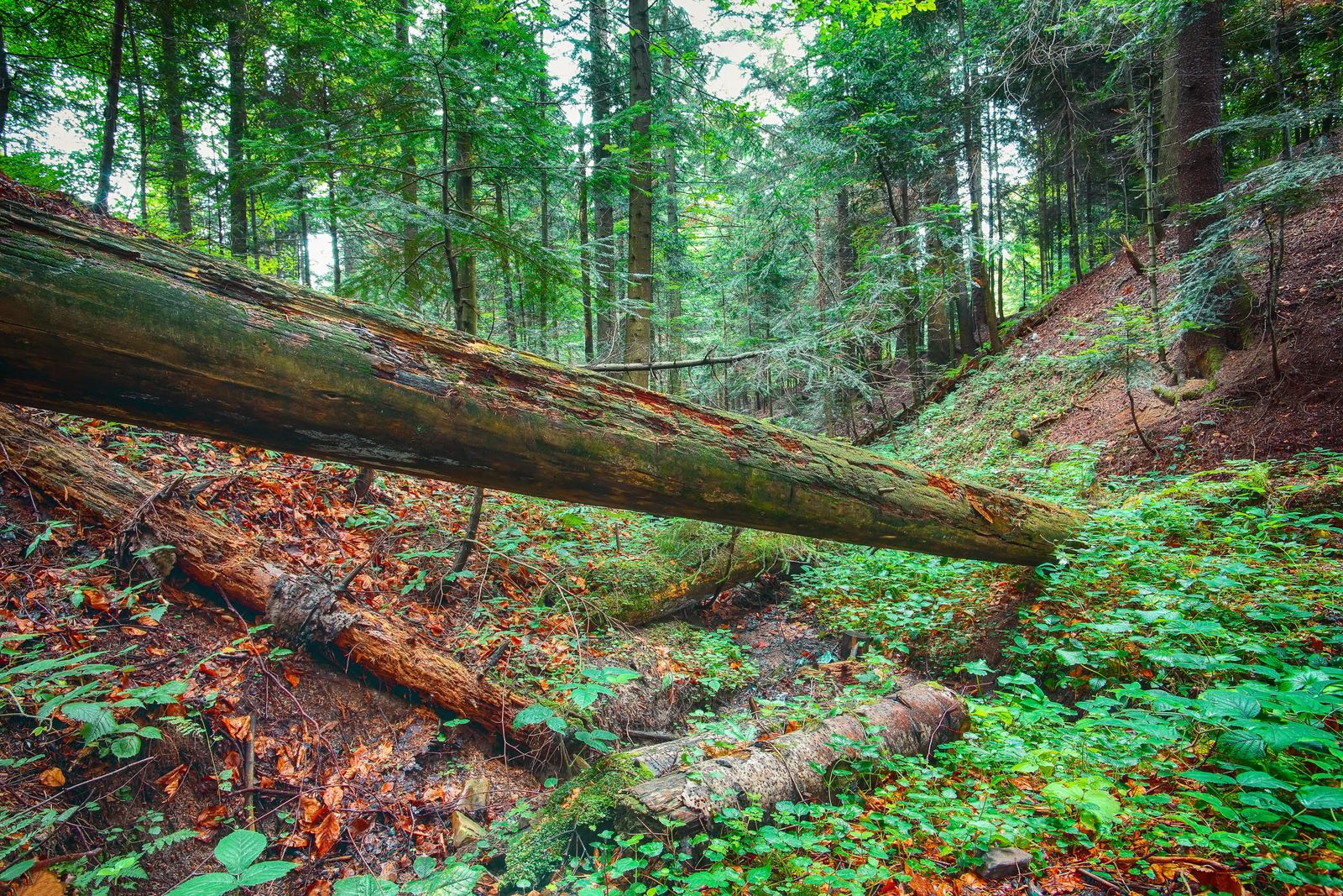DAFM should inspect forests receiving premiums - TD - Agriland.ie