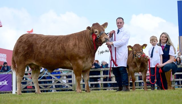 Crawford Brothers takes Ballymena inter-breed beef championship ...