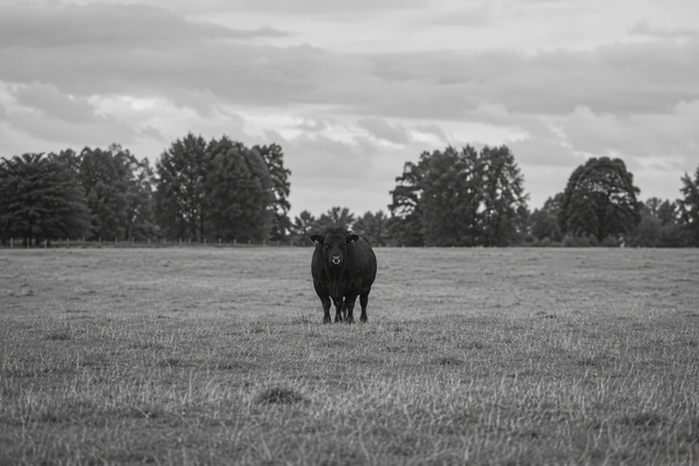 Verdict of accidental death in fatal bull attack - Agriland.ie