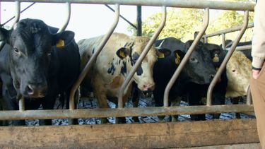 Minister informs marts of bTB restricted herd sale rule changes ...