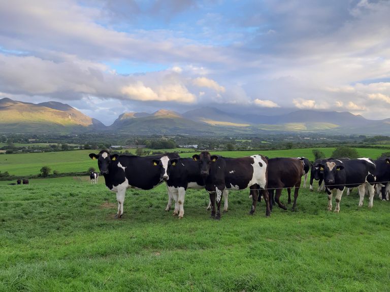 New name of Kerry Dairy Ireland revealed - Agriland.ie